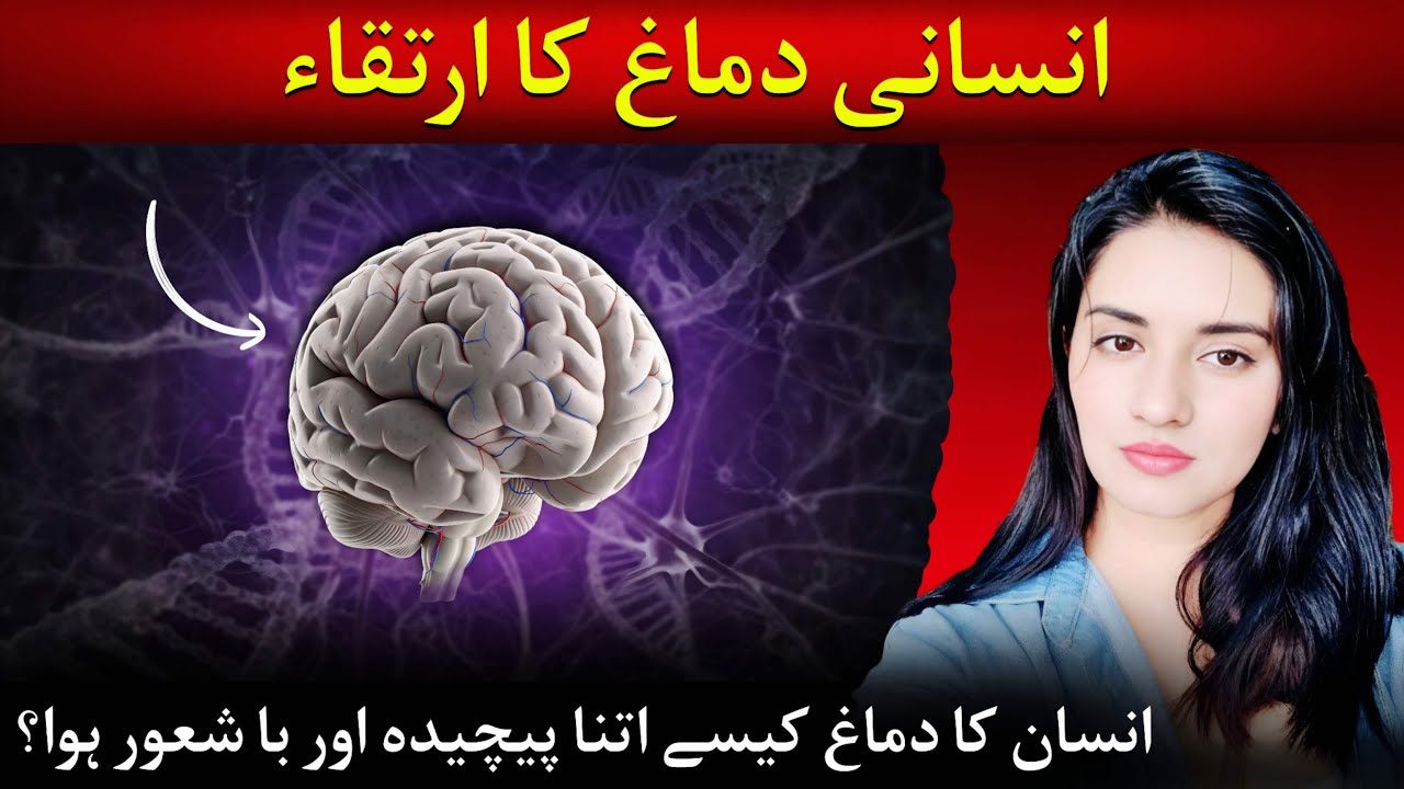 The Shocking Evolution of the Human Brain | From Apes to Genius - YouTube