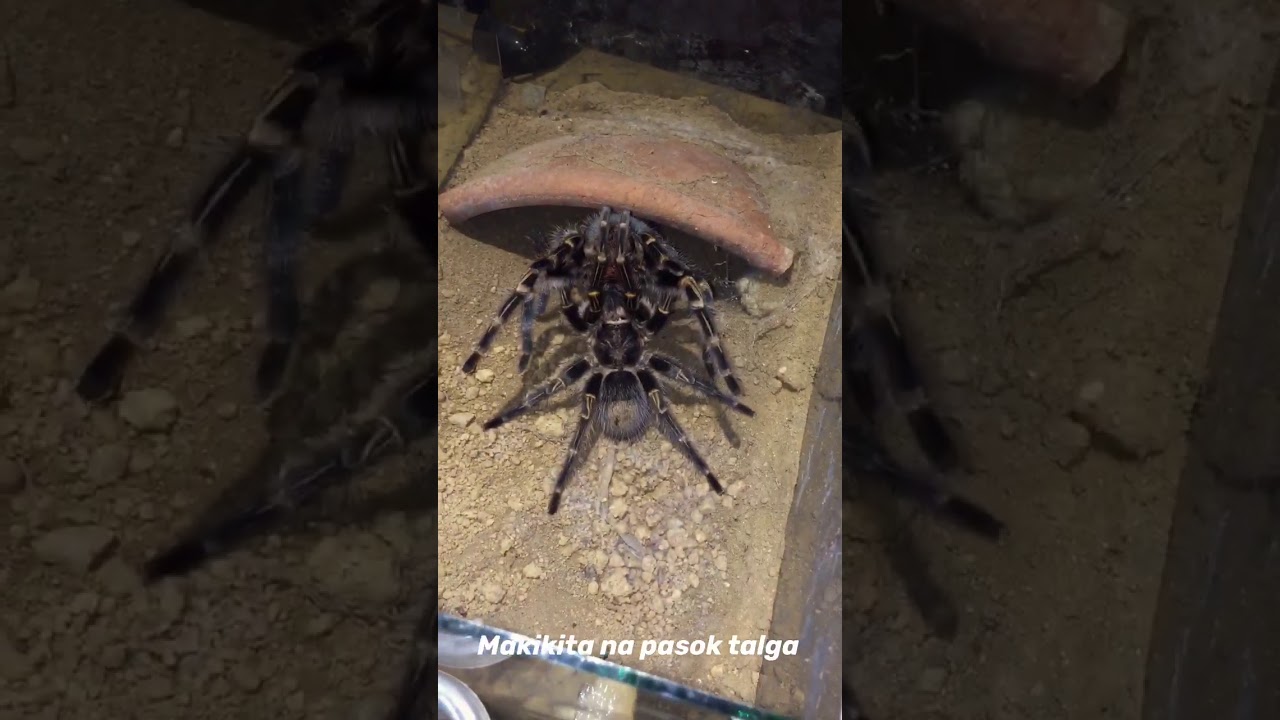 Tarantula Breeding Tips - YouTube