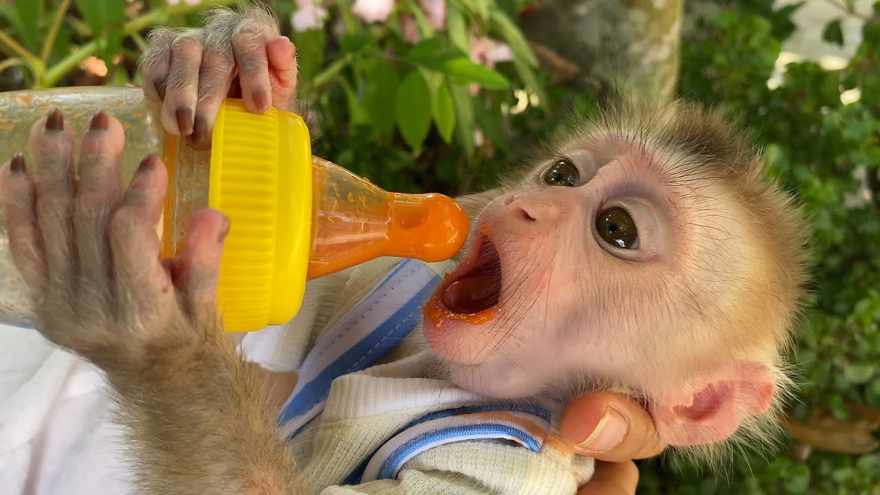 Monkey ZIM was addicted to carrot juice the first time she drank it ...