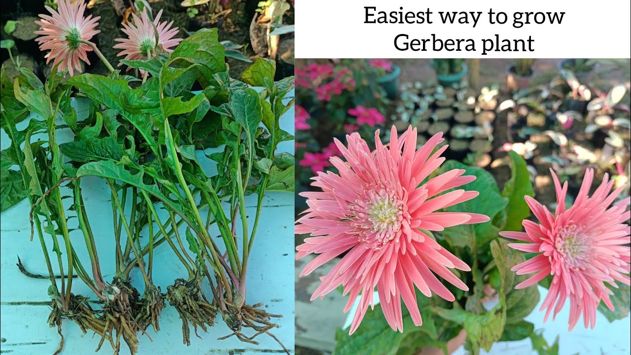 Gerbera plant propagation | How to grow Gerbera plant | Easy and simple ...