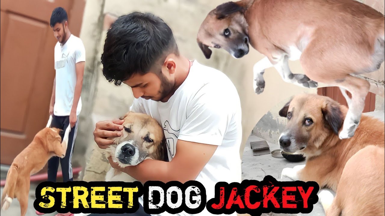 Street dog Jackey | Cute dog daily life | देशी कुत्ते का प्यारा सा दिन | Ep 90 - YouTube