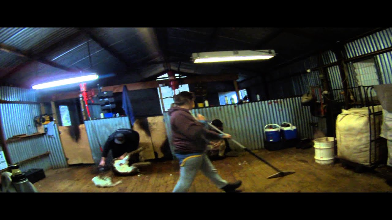 Crutching Sheep 2014 - YouTube
