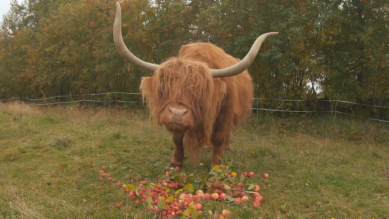 Scottish Highland Cattle In Finland: Old cow with long horns eating ...