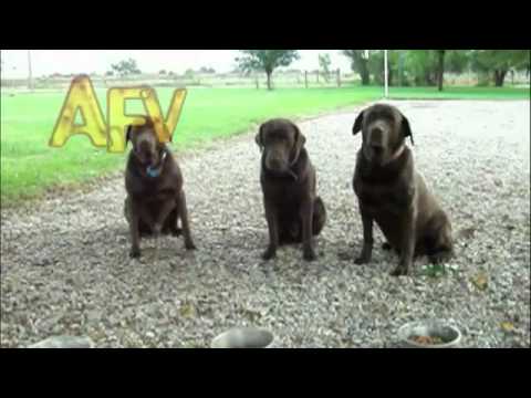 Amen Dogs Dog AFV - YouTube