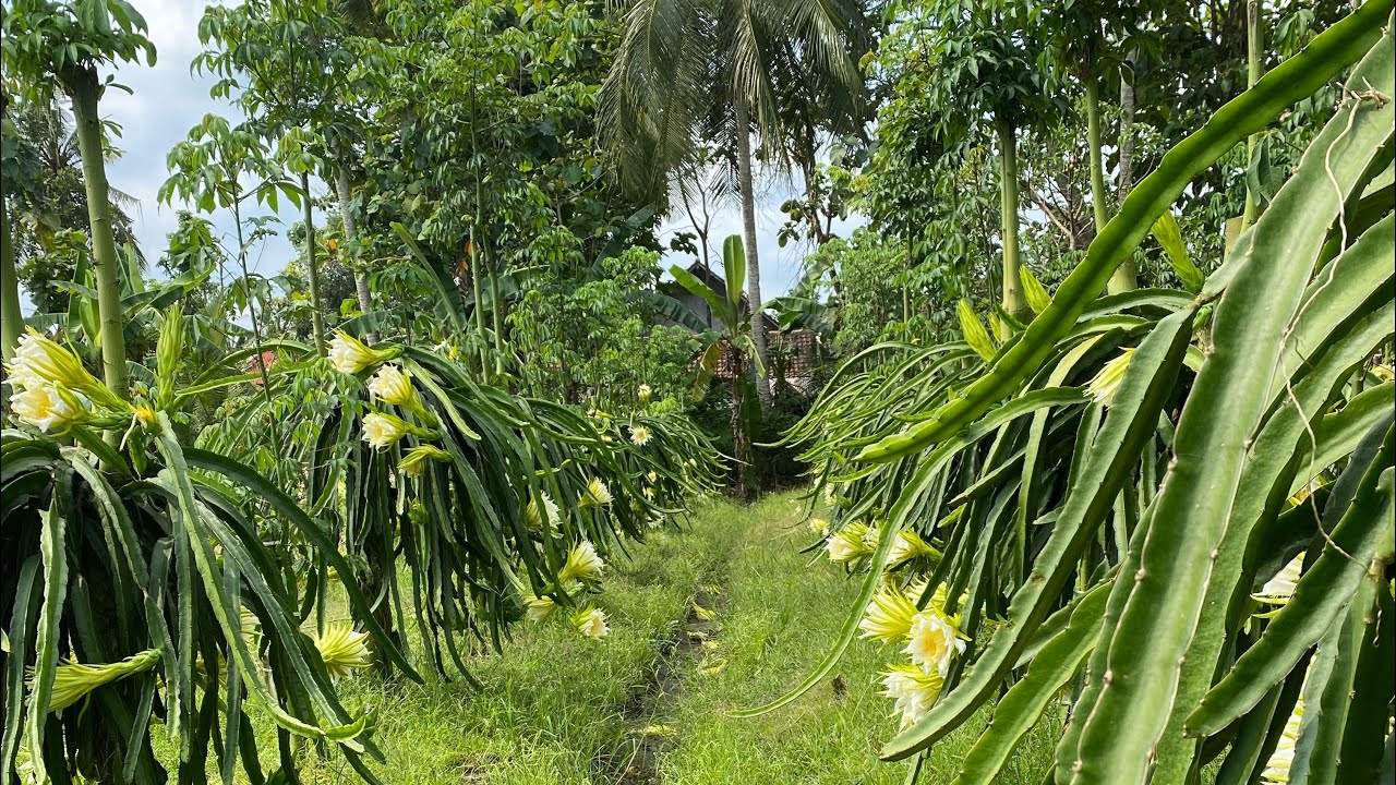 Buah naga golden pasca polinasi - YouTube