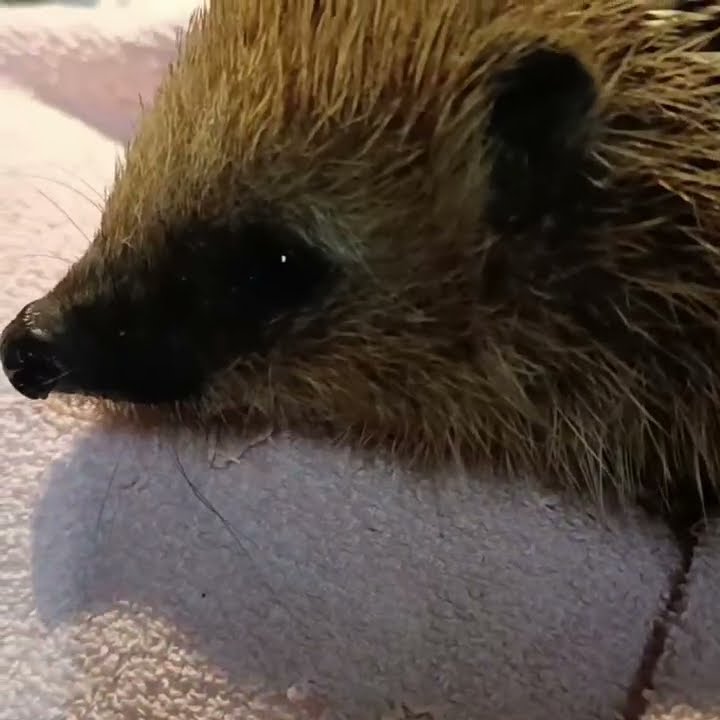 Kranker Igel mit Atemgeräuschn - YouTube