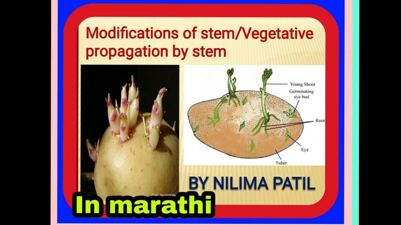 Modification Of Stem vegetative Propagation By modification-of-stem-vegetative-propagation-by