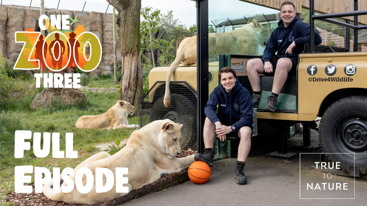 SPORTS DAY | One Zoo Three | S02E02 - YouTube