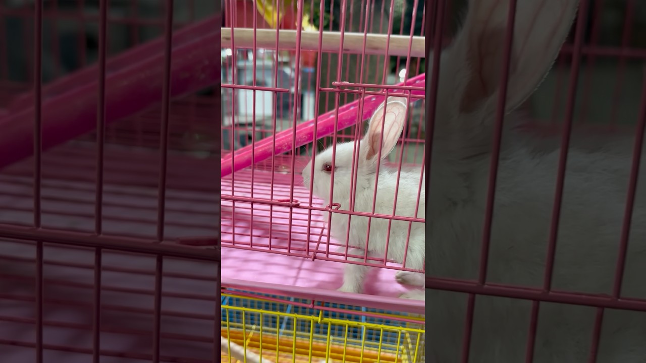 Cute rabbits - YouTube