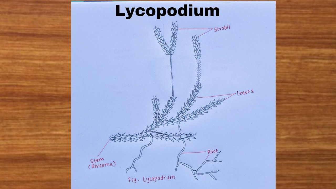 How To Draw Lycopodium/ Lycopodium Plant Diagram Drawing/ Plants Of The ...