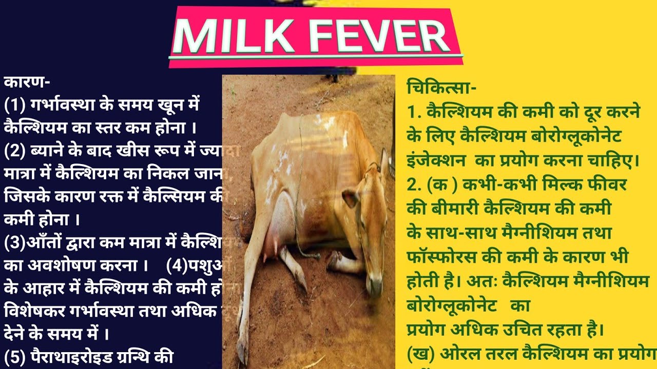 Milk Fever in Cows 🐄|| Hypocalcemia ||Hypomagnecemia || Symptoms ...