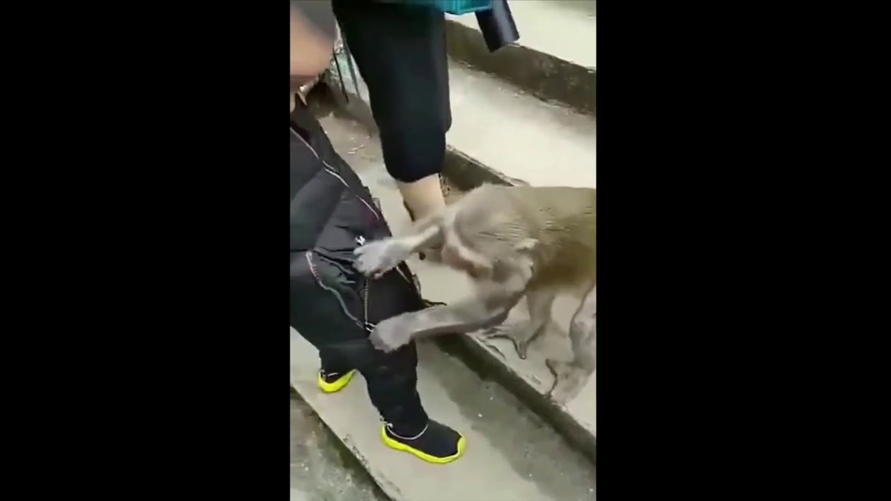 monkey :let show me - YouTube