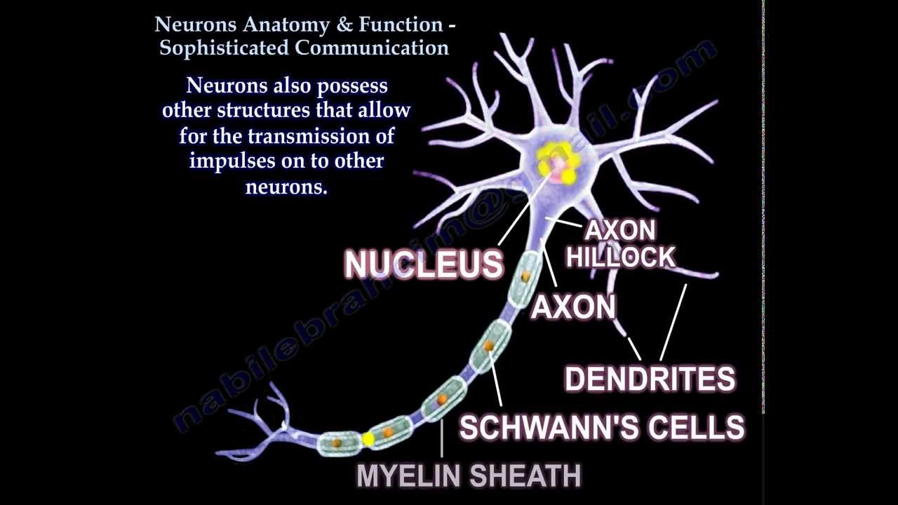 Neuron Anatomy , Function and Communication - Everything You Need To ...