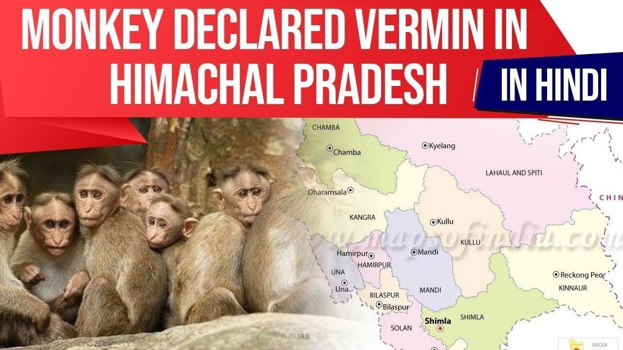 Monkey declared Vermin in Himachal Pradesh, Rise in Human Wildlife ...