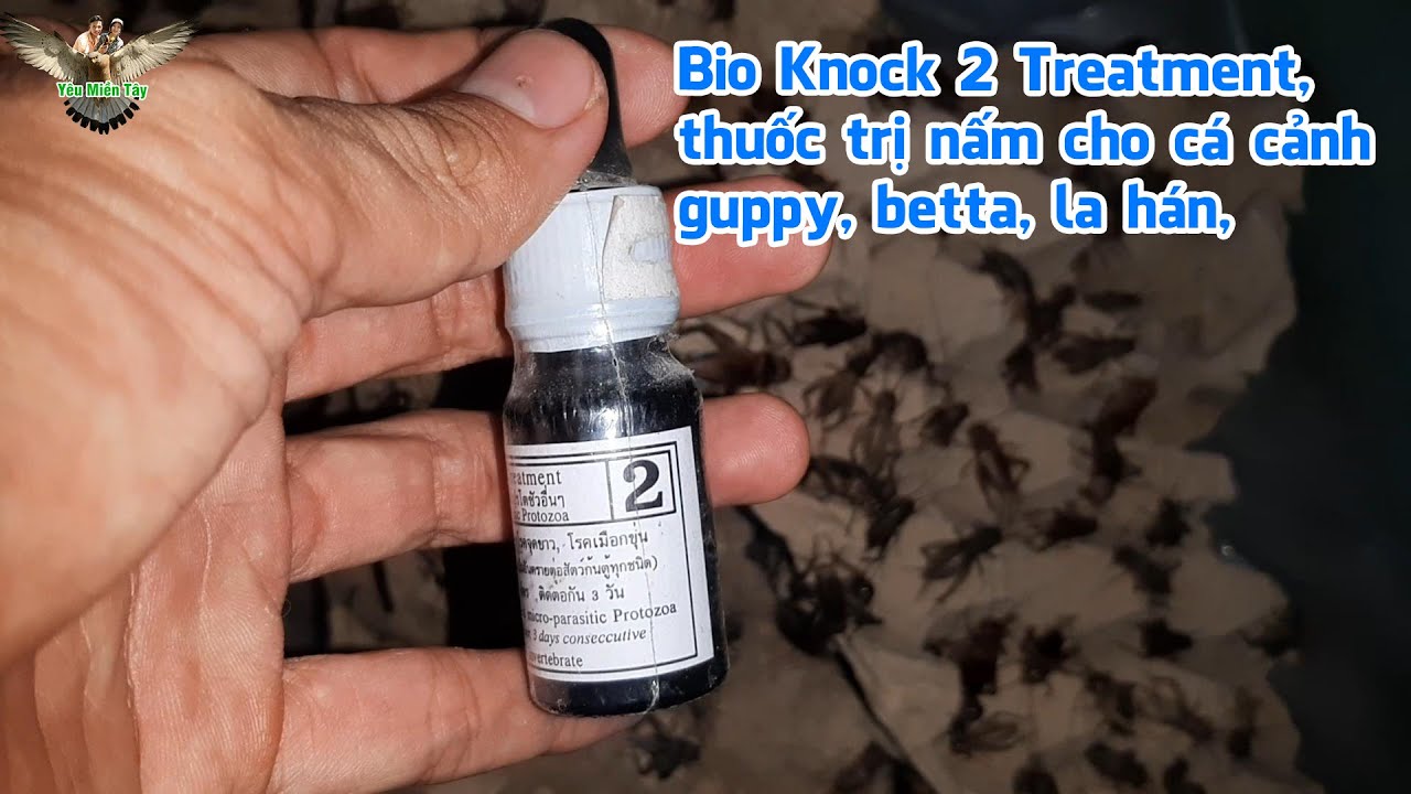 Bio Knock 2 Treatment, thuốc đặc trị bệnh nấm cho cá cảnh guppy, betta ...