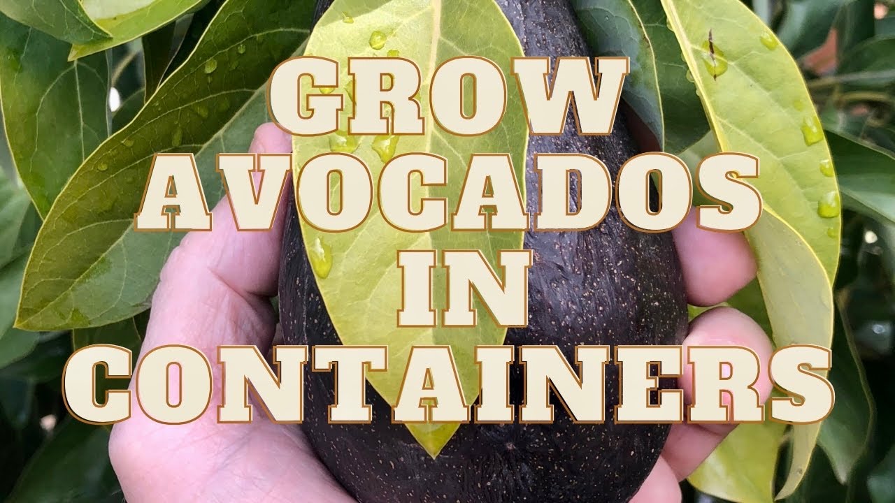 Container Grown Avocado Trees | Homemade Potting Soil | Step by Step ...