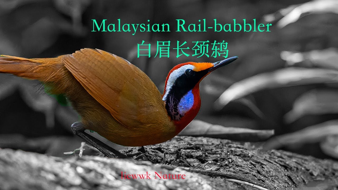 calling with blue throated ... Malaysian Rail-Babbler 白眉长颈鸫 4k - YouTube