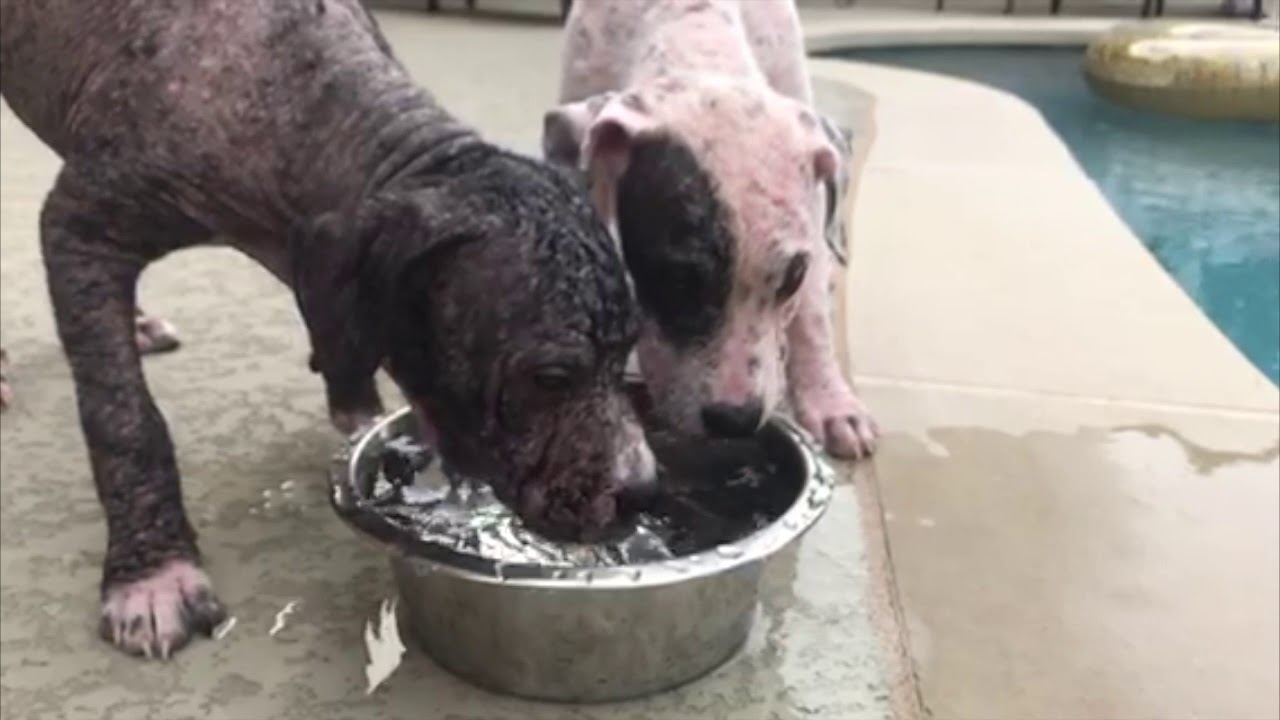 Gypsy, Mick and Rain - A Wag's Rescue Story - YouTube