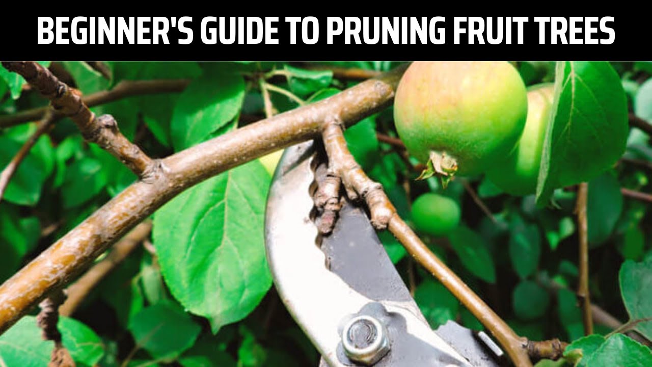 Beginner's Guide to Pruning Fruit Trees - YouTube