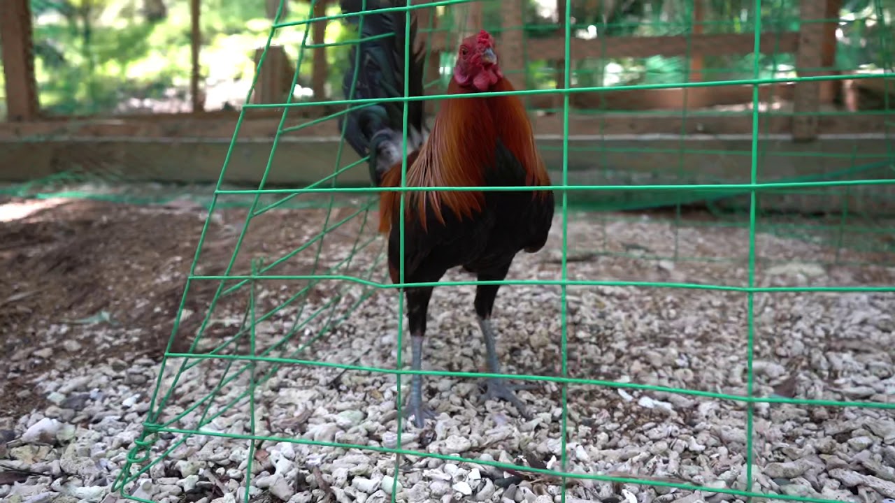 Gilmore Hatch - YouTube