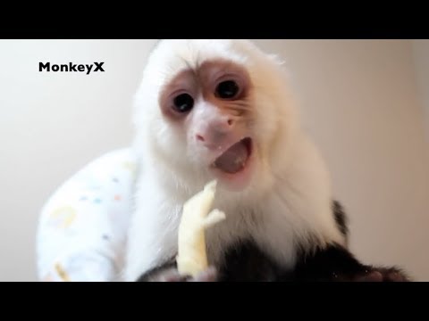 Capuchin Monkey Loves Chicken - YouTube