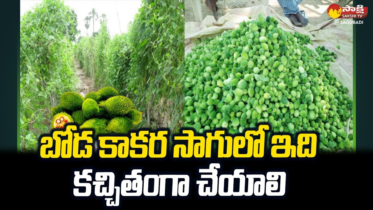 Boda Kakarakaya Cultivation | Boda Kakarakaya Farming In Telugu ...