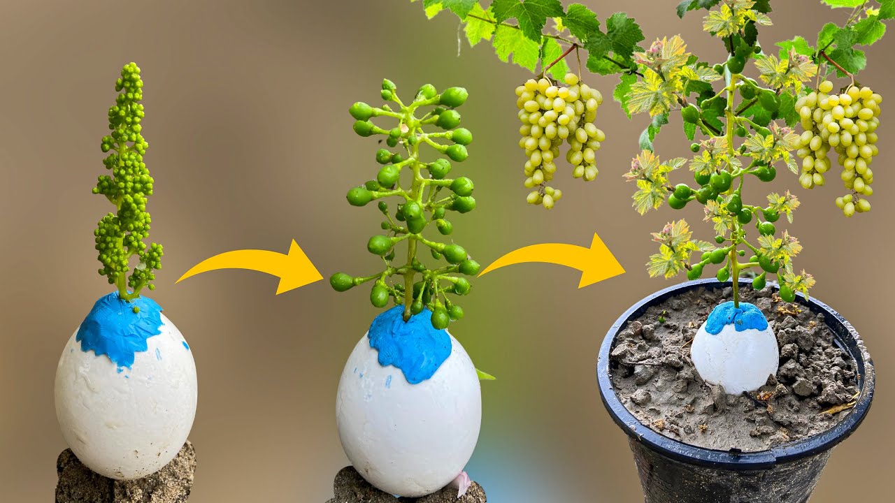 How To Grow Grape Vine From Grape Flower | Grow Grape Trees From Grape ...