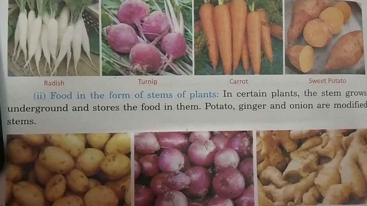 Sources of Food ( Science), Class- 6 - YouTube