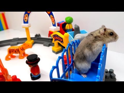 Cute Hamster Pretend Play With Elephant, Lion and Seal in the Circus ...