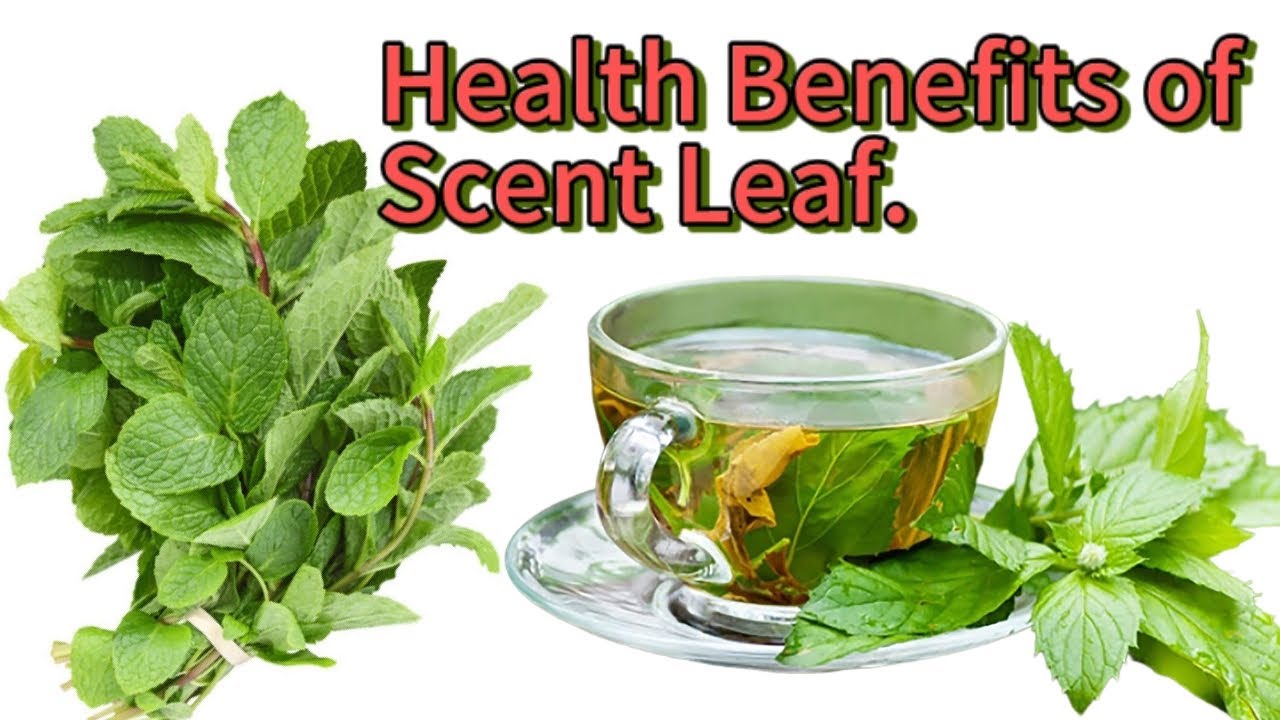 Powerful Medicinal Properties of Scent Leaf. - YouTube
