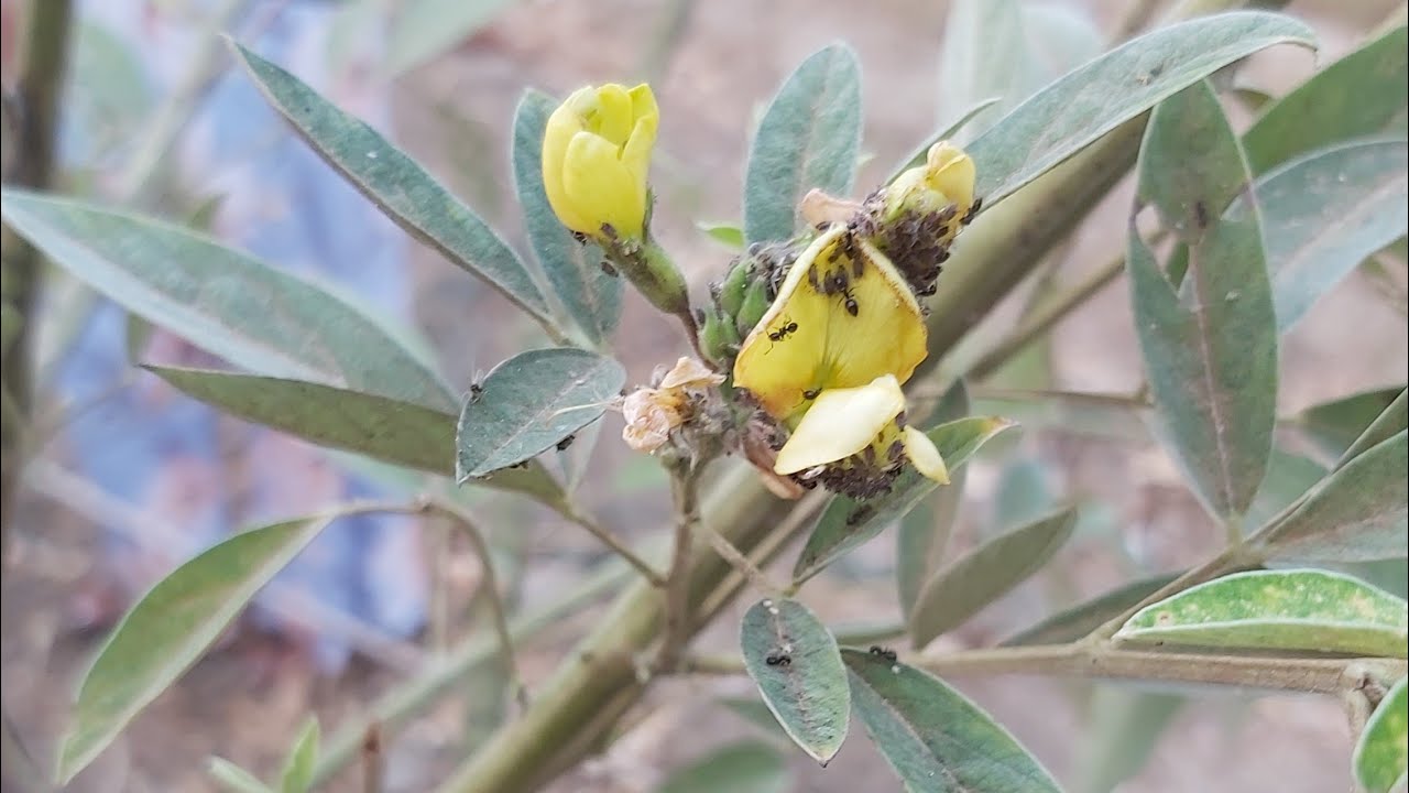 Picking pigeon pea | kardis | kadyos - YouTube
