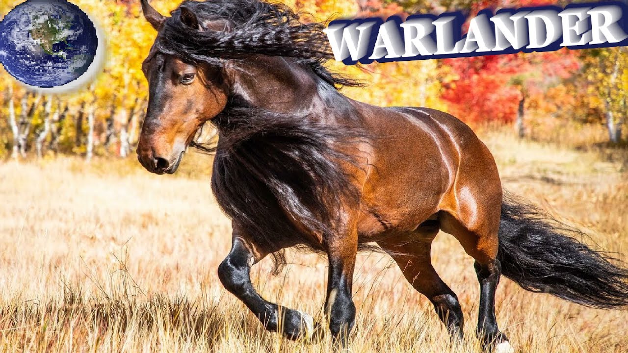 TOP Beautiful Warlander Horse in the World! - YouTube