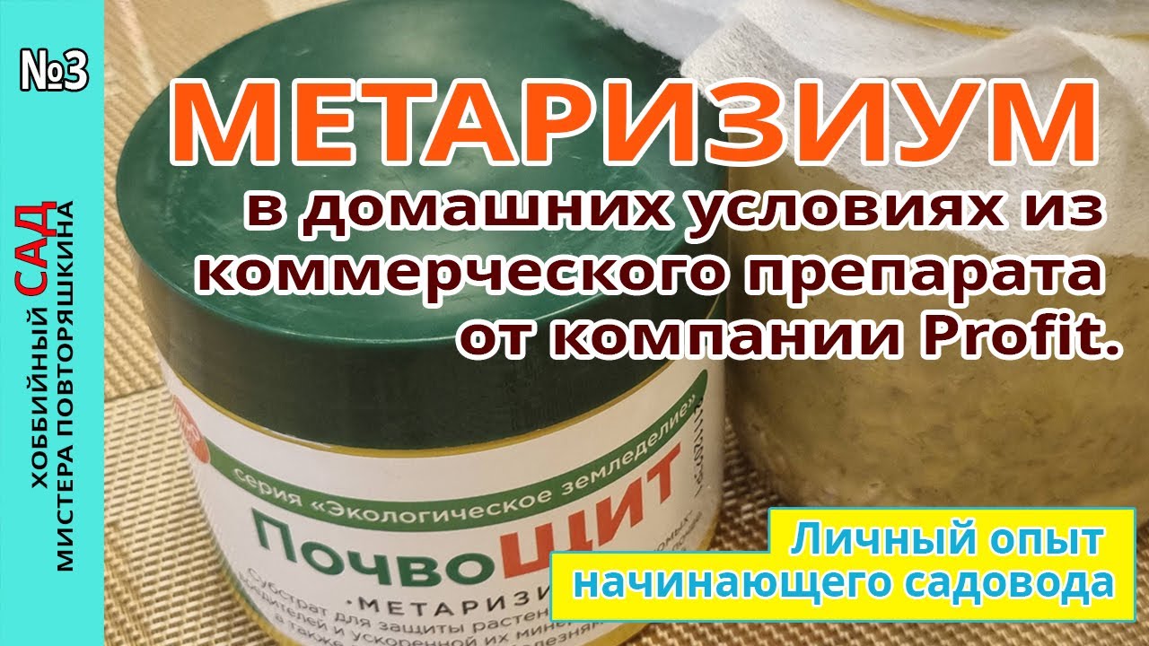 Выращивание Метаризиума в домашних условиях из коммерческого препарата ...