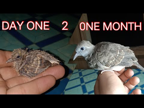 HANDFEED (Tukmo) zebra dove, from day one to one month TIME LAPSE - YouTube