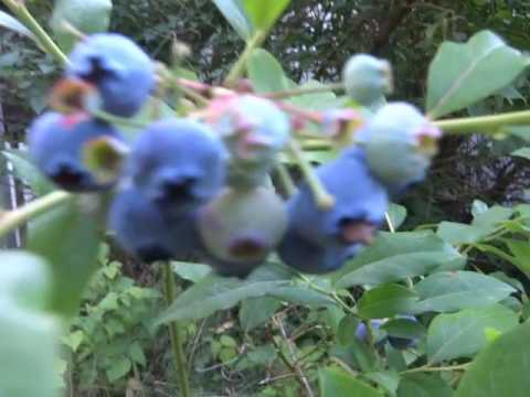 Blueberry Early Patriot Bada Bing Cherry Tree Summer 2016 Spanaway ...
