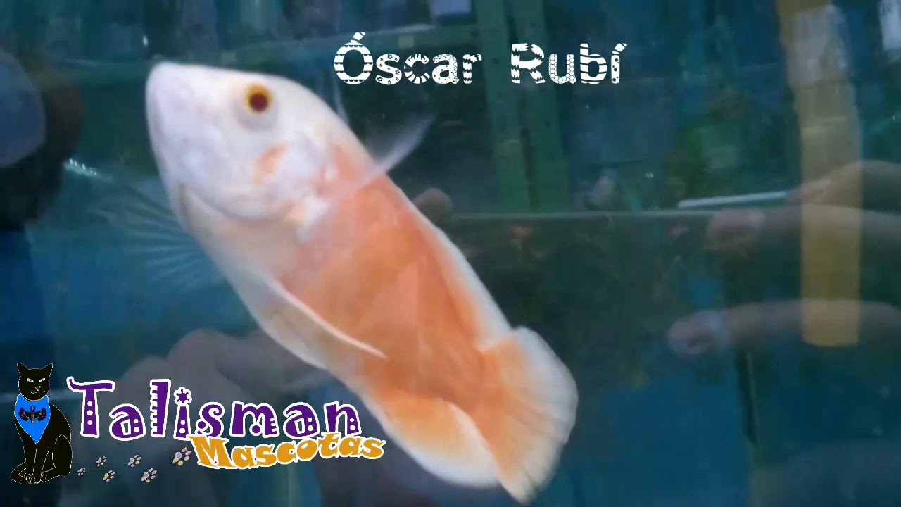 Pez Óscar rubi (Talismán Mascotas) - YouTube