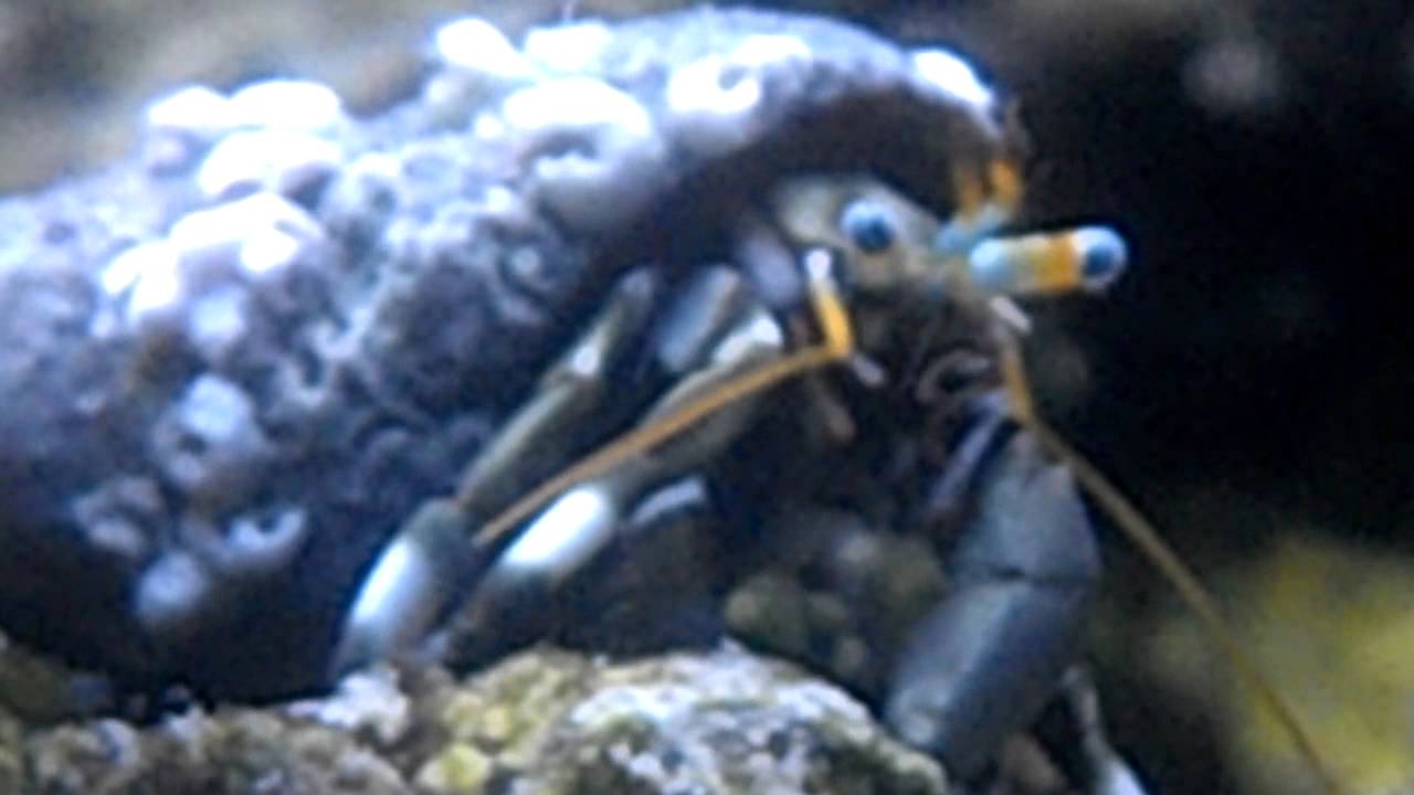 Left handed zebra hermit - YouTube