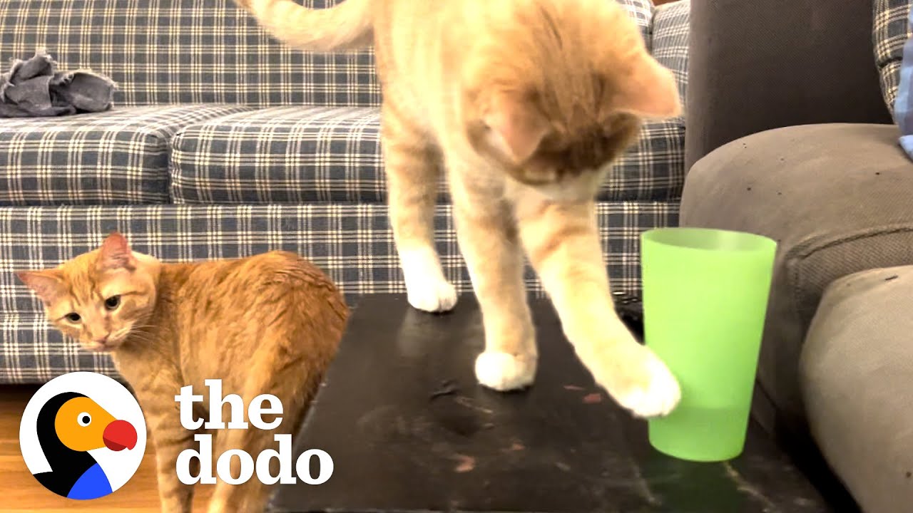 Kitten Brothers Knock Over Every Water Glass In Their House | The Dodo ...