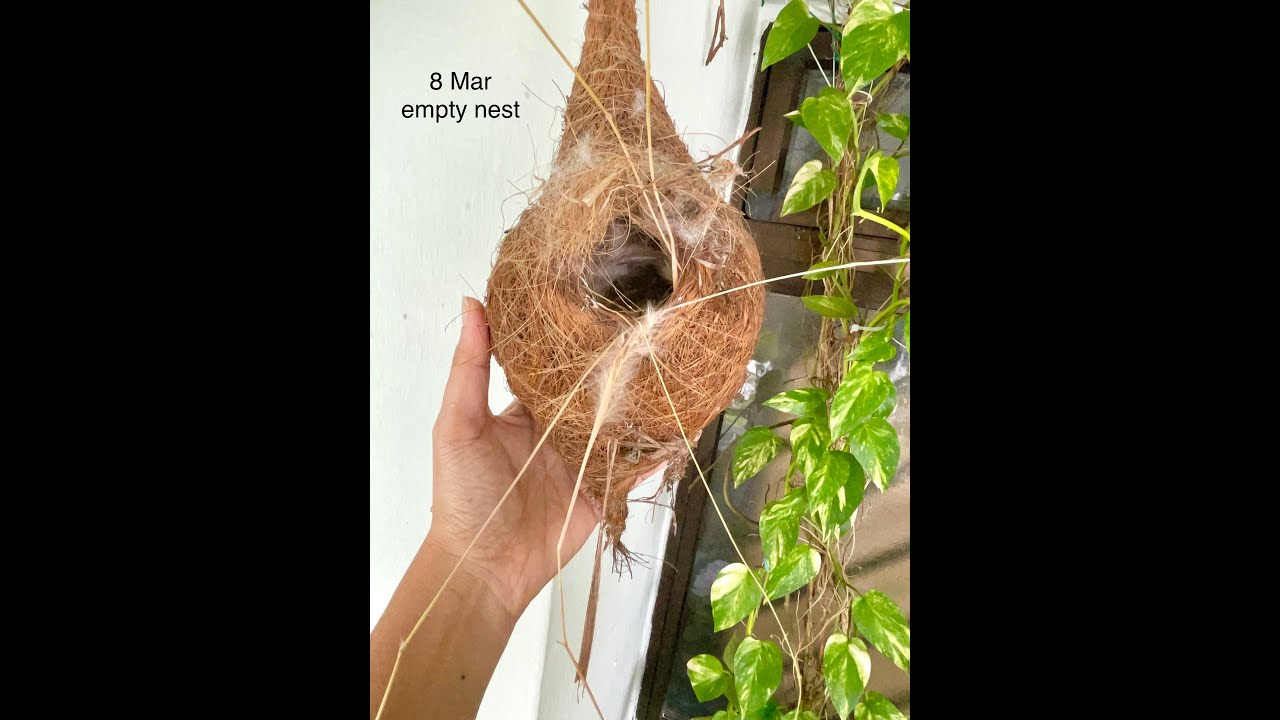 Sunbird nesting in my garden !!! - YouTube