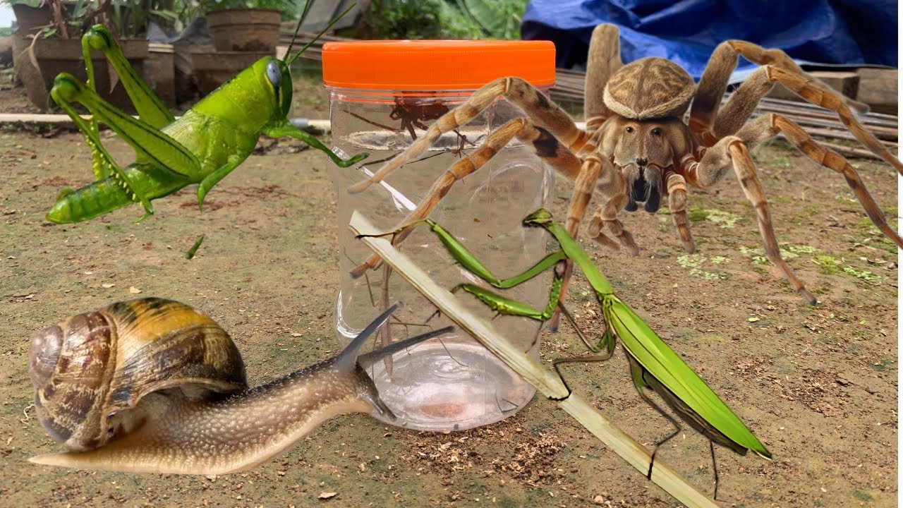 The Ultimate Insect Hunting Guide - YouTube