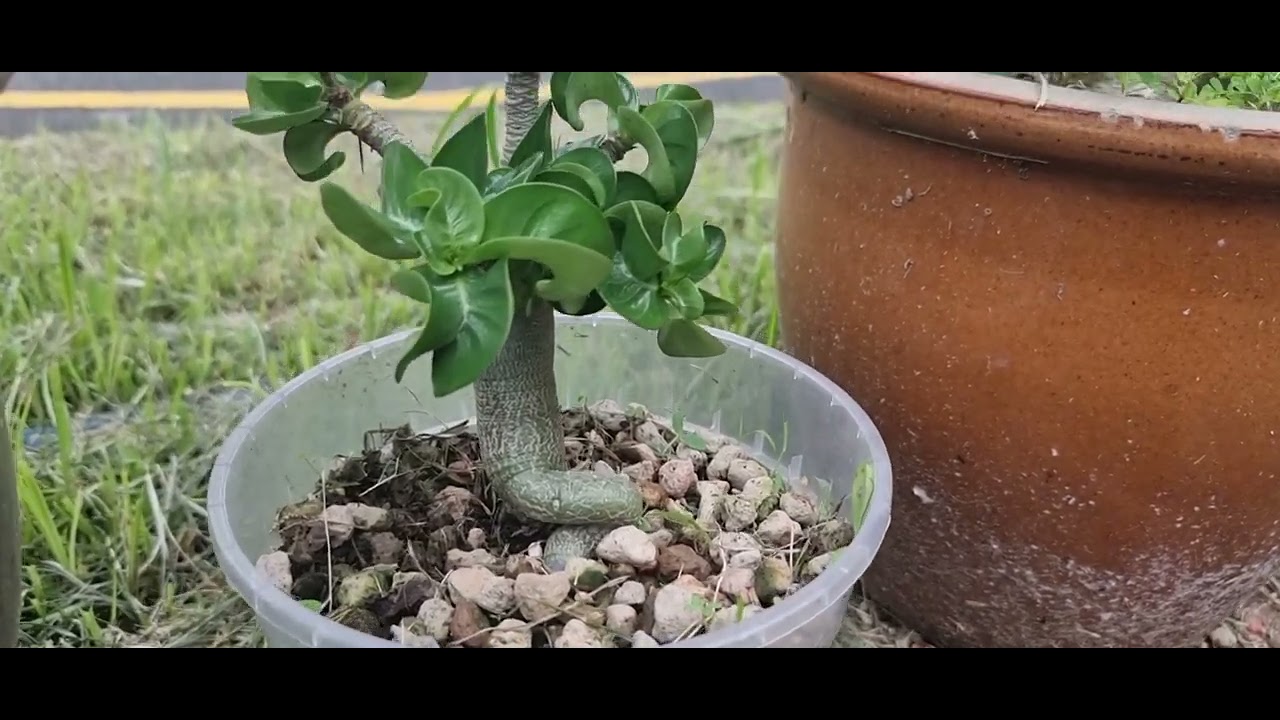 Adenium curly bonsai - YouTube