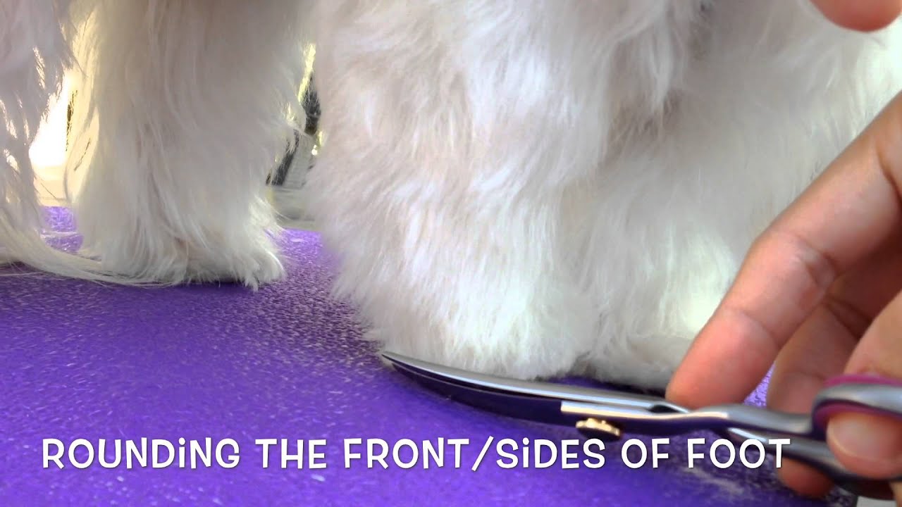 Maltese Grooming- Rounded Feet - YouTube