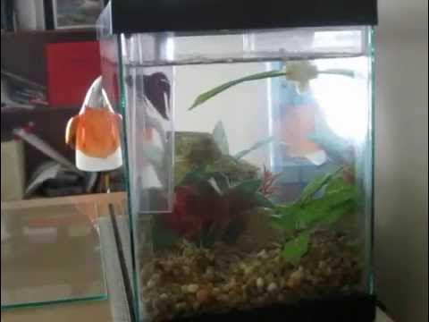 Fish Tank Water Changes (Updated) - YouTube
