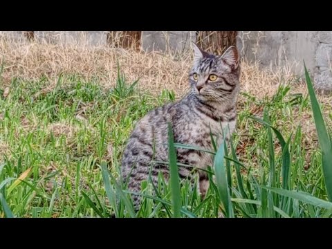 A beautiful cat short film( A cat documentary) - YouTube