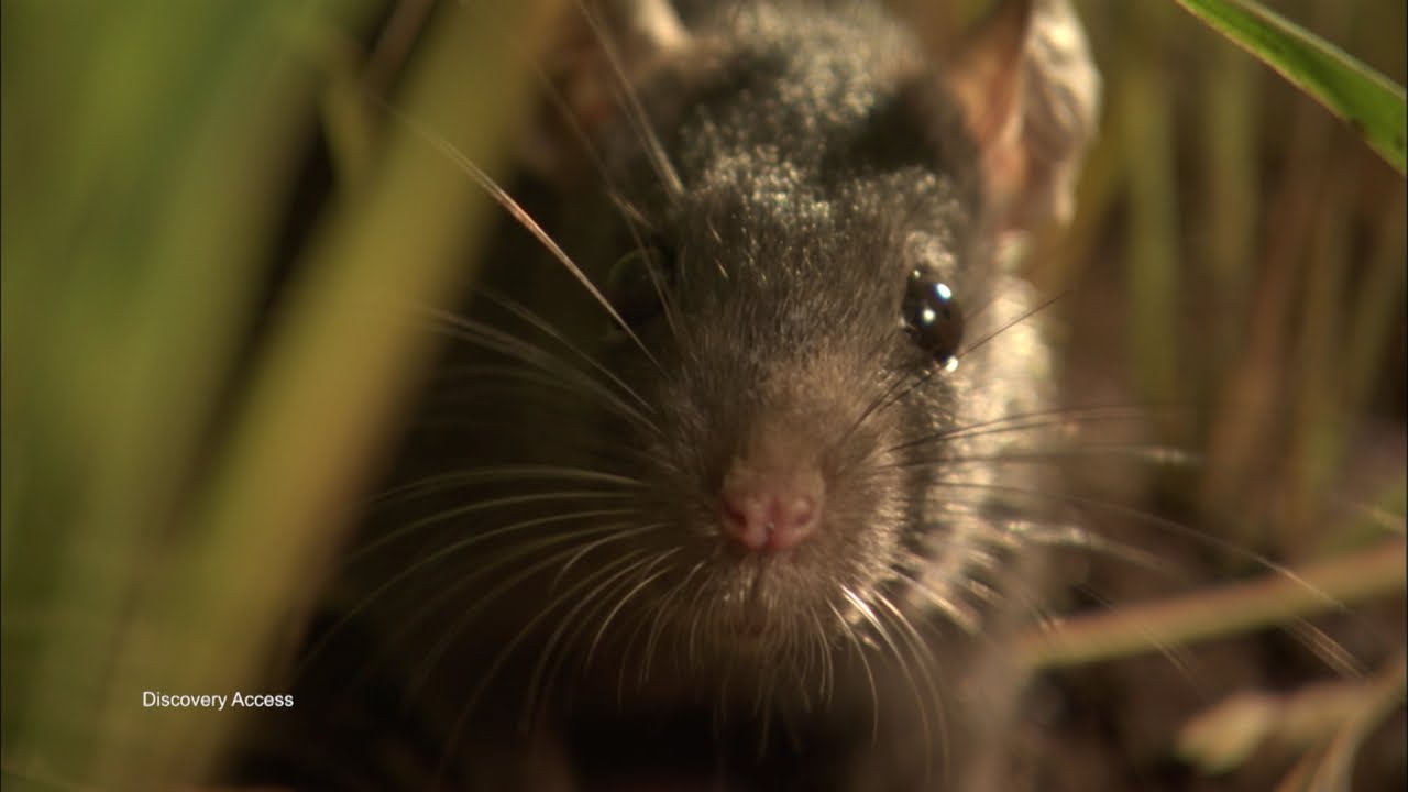 Rats Have Great Noses - YouTube