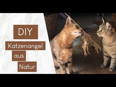 Wunderschne Katzenangel Selber Machen Fotos