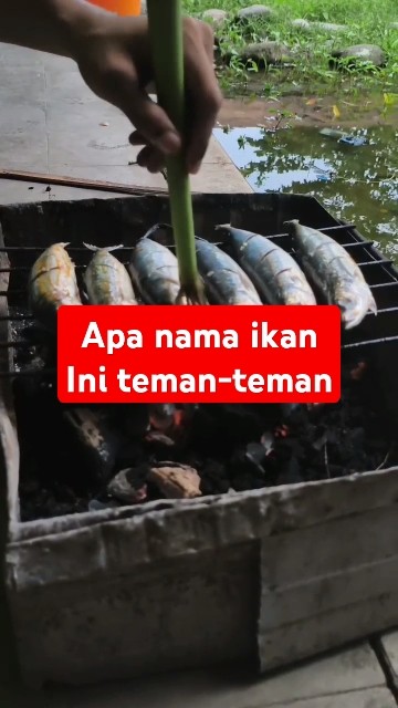 apa nama ikan ini? #shorts #shortvideo #viralvideo - YouTube