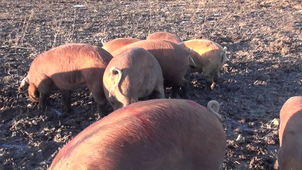 Grise i naturen - YouTube