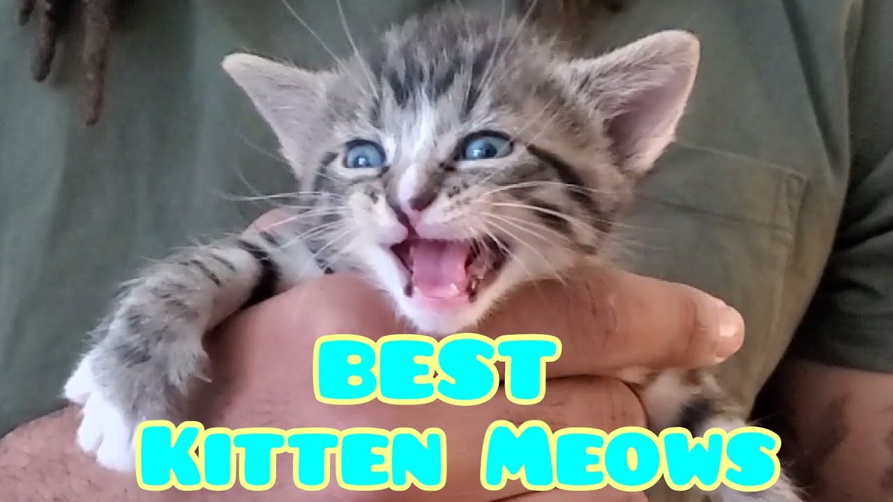 BEST Kitten Meows - YouTube