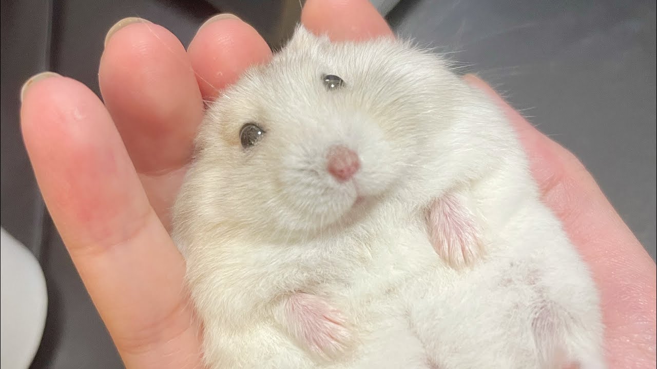 hamster dash #shorts #hamster #pets - YouTube